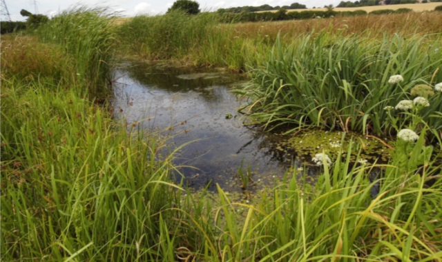 National Vegetation Classification (NVC) Survey, Hampshire | ADAS