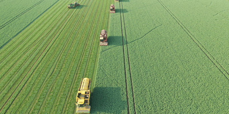 New algorithm for predicting vining pea yields in development | ADAS