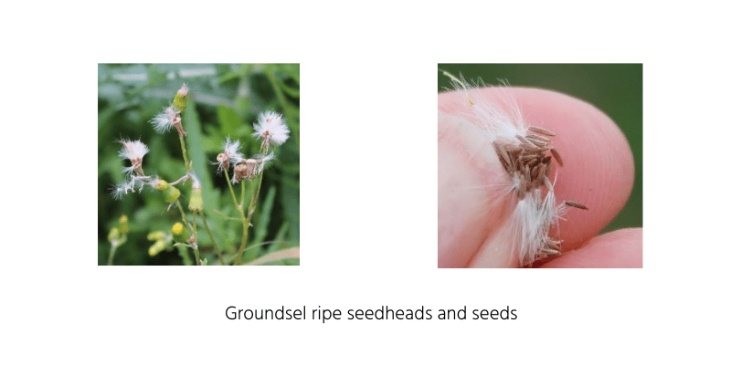 Herbicide Resistance Testing for Broadleaved Weeds | ADAS