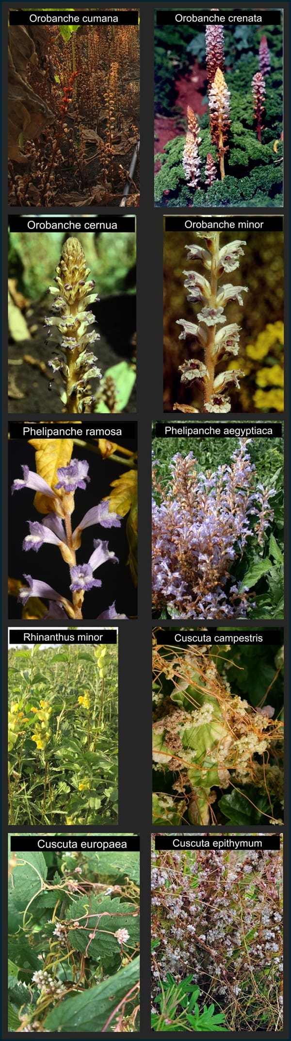 Do you know about parasitic weeds? Take our survey | ADAS
